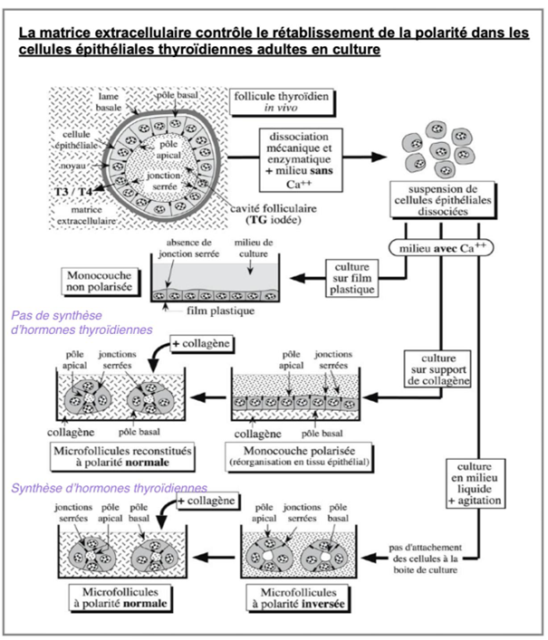 RELATION DES CELLULES AVEC LA MATRICE EXTRACELLULAIRE | Le Sel de la ...