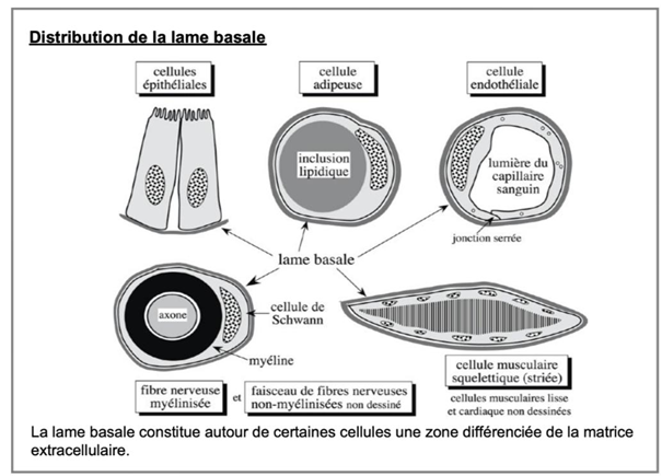 RELATION DES CELLULES AVEC LA MATRICE EXTRACELLULAIRE | Le Sel de la ...