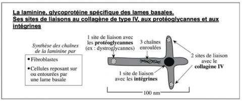 RELATION DES CELLULES AVEC LA MATRICE EXTRACELLULAIRE | Le Sel de la ...