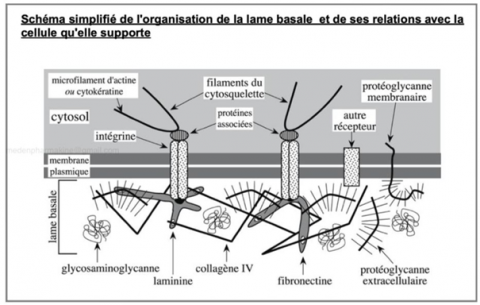 RELATION DES CELLULES AVEC LA MATRICE EXTRACELLULAIRE | Le Sel de la ...