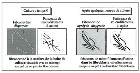 RELATION DES CELLULES AVEC LA MATRICE EXTRACELLULAIRE | Le Sel de la ...