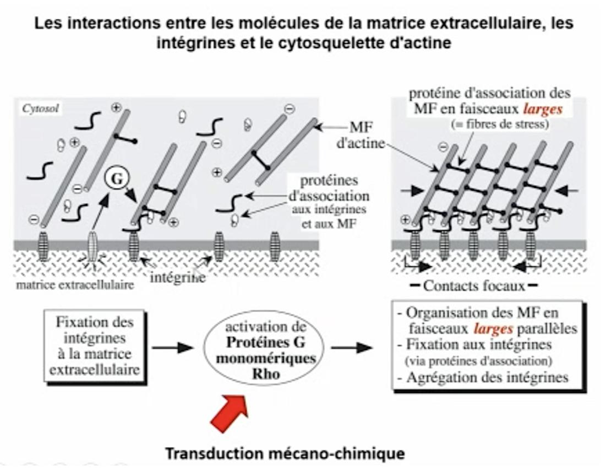 RELATION DES CELLULES AVEC LA MATRICE EXTRACELLULAIRE | Le Sel de la ...